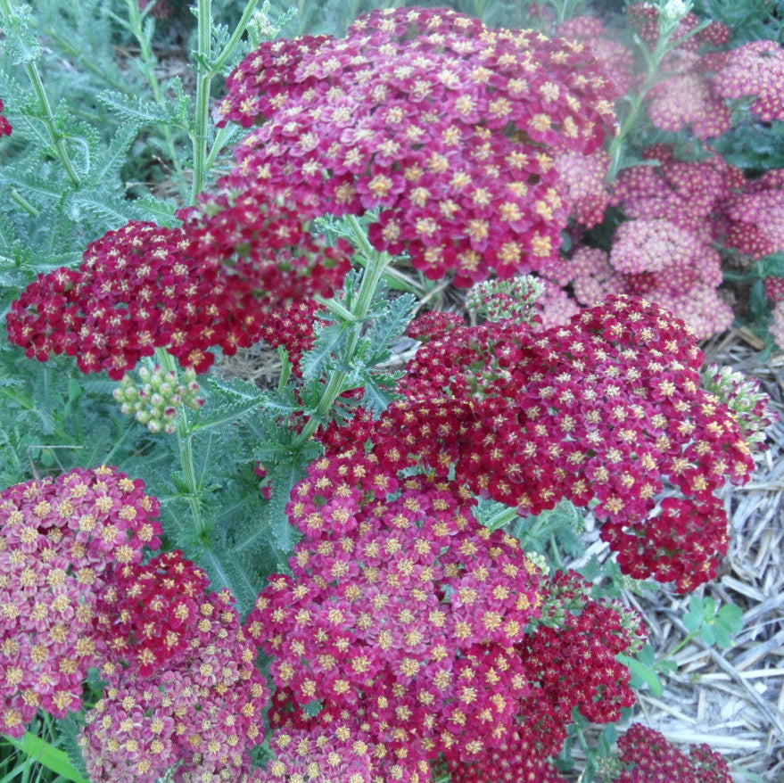 Achillea 'Red Velvet' – Nutshell Nursery
