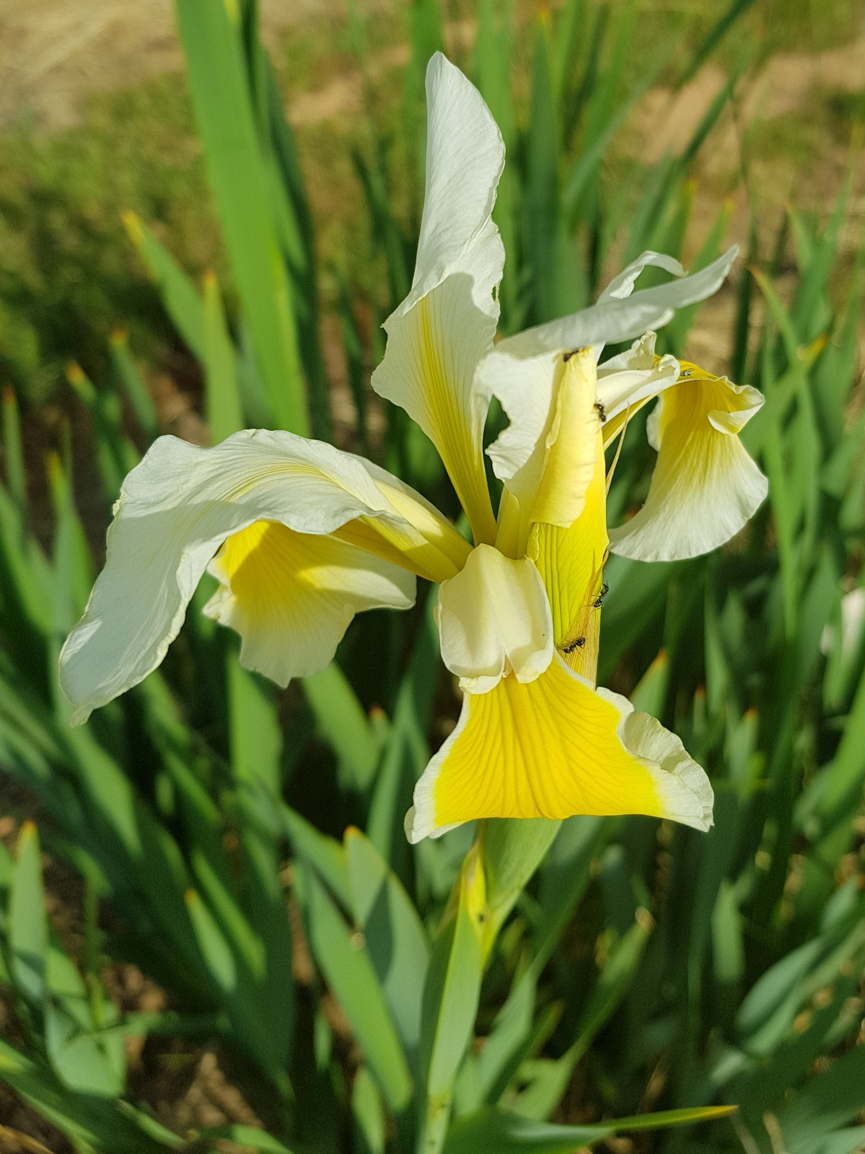 Iris orientalis – Nutshell Nursery